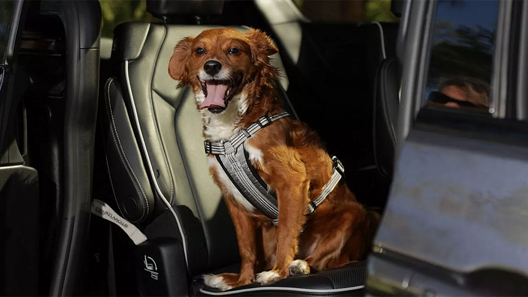 狗最喜歡電動車！ 研究顯示犬隻在電動車上更放鬆 | 地球黃金線